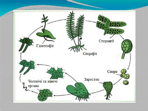 Презентація Біологія 6 клас Практична робота №3 Тема Порівняння будови мохів папоротей та