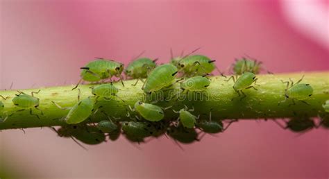 Green Aphids On Stem Macro Close Up Pest Infestation Stock Illustration
