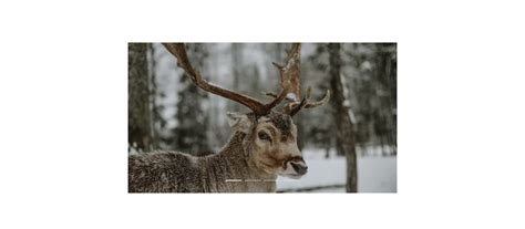 An Introduction To Spectre Css