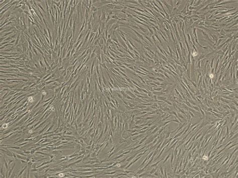 人真皮层成纤维细胞分离方法及详细步骤介绍生物器材网