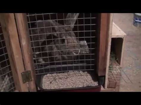 Клетка для кролика, с маточником - YouTube