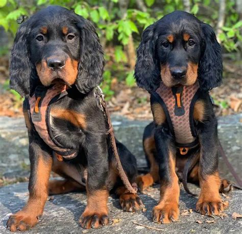 15 Photos Of Gordon Setter Puppies That Make Everyones Heart Melt