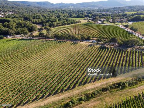 프랑스 남동부 프로방스알프스코트 다쥐르 지역의 부서 바르에서 와인 만들기 생트로페 근처 젊은 녹색 포도와 7 월에 포도원 코트 드 프로방스 와인 공중 보기 0명에 대한 스톡