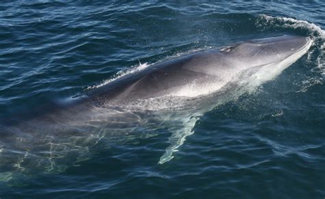 Fin Whale - Whale SENSE