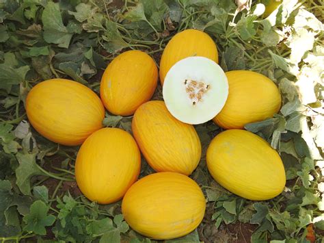 CS 4408 Centric Seeds