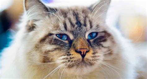 Ragamuffin Cat Personality Size Weight And Care Guide