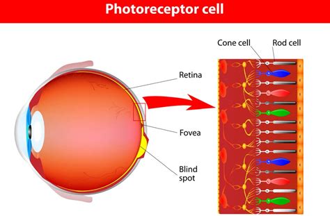 Achromatopsia Symptoms Causes And Treatment