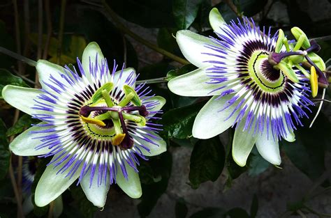 A Detailed Guide To Growing Purple Passionflower Garden And Happy