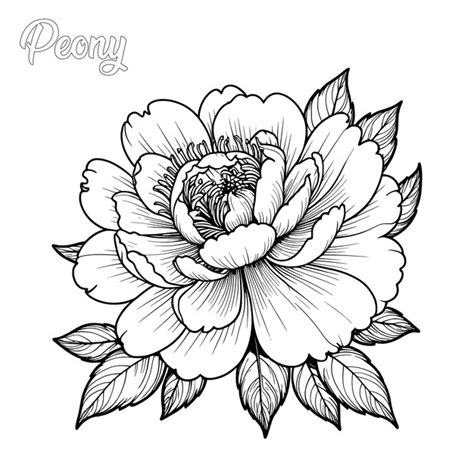 Premium Vector Peony Flower Handdrawn Coloring Page And Outline Vector