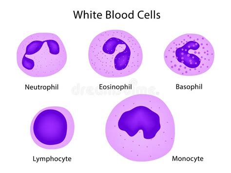 5 White Blood Cell Types