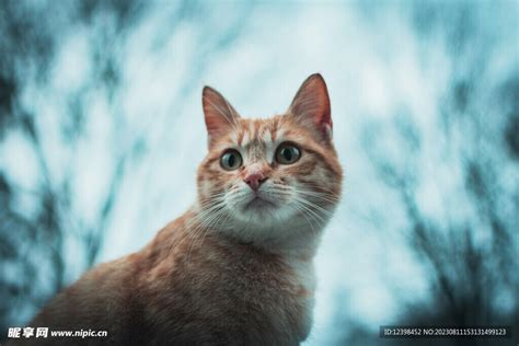 猫咪摄影图 家禽家畜 生物世界 摄影图库 昵图网