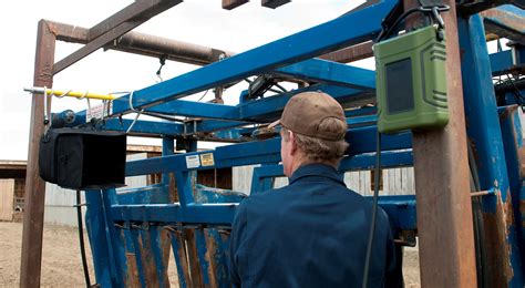 The Importance Of Preg Checking Your Cattle