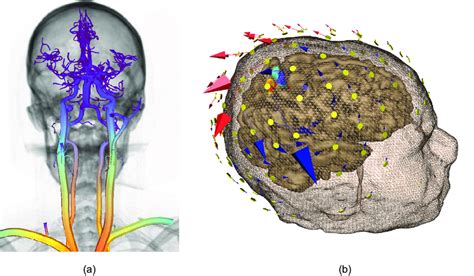 3 Examples Of Implicit Surface Extractions For Biomedical Download Scientific Diagram