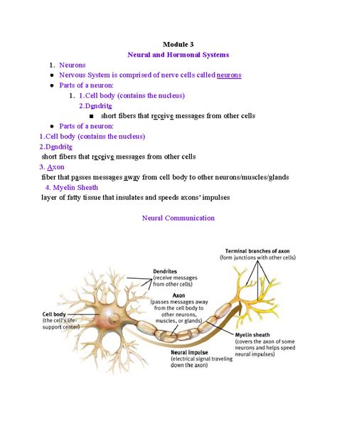 Module 3 Course Lecture Notes For Class Module 3 Neural And