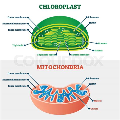 Chloroplast Vs Mitochondria Vector Illustration Labeled Structure