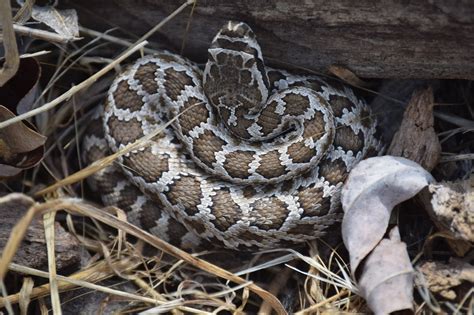 Snake Detection Hypotheses Snake Detection Hypotheses