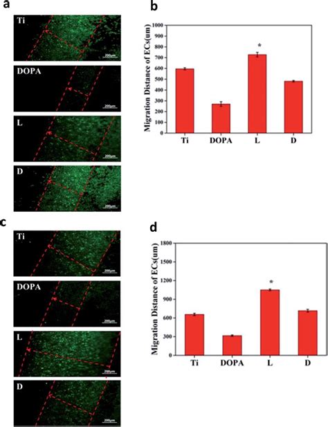 Evaluation Of ECs Migration On Samples A Fluorescent Images Of ECs Download Scientific