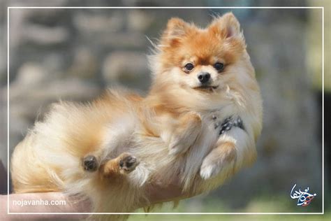 30 عکس سگ پامر در گونه‌ها، رنگ‌ها مختلف 🐶