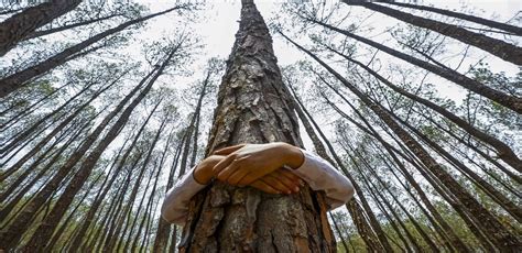 Embrace The Healing Power Of Tree Hugging