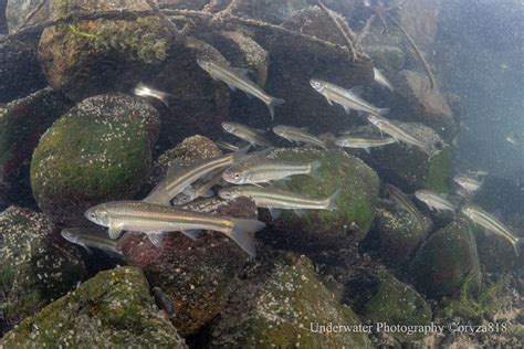 ホンモロコの産卵 Fishes of Kii Peninsula