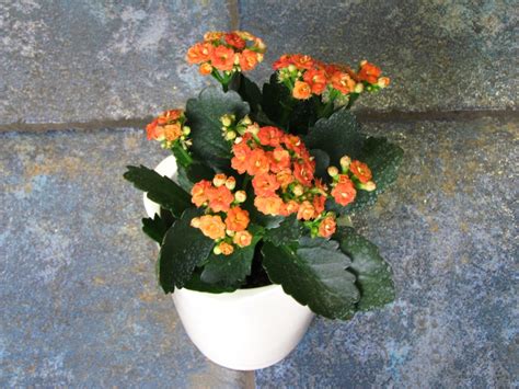 ΑΝΘΟΠΩΛΕΙΟ ΒΟΛΟΣ ΑΝΘΕΩΝ ΑΡΩΜΑ ΑΝΘΗ ΦΥΤΑ ΣΤΟΛΙΣΜΟΣ ΓΑΜΟy ΒΑΠΤΙΣΗΣ ΕΚΔΗΛΩΣΕΩΝ ΛΟΥΛΟΥΔΙΑ ΠΡΟΣΦΟΡΕΣ