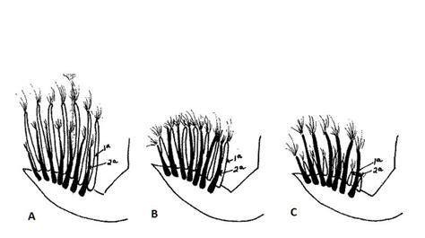 How To Feather Sex A Chicken Layer Resources