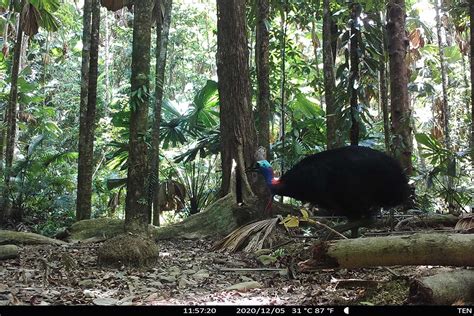 Camera Traps 2020 Daintree Rainforest Foundation Ltd