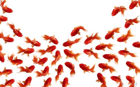 🔥 117 Goldfish Wallpapers Wallpapersafari