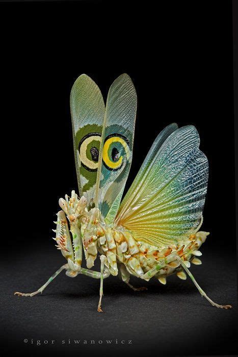 신비미스테리 특이한 사마귀 모음 カマキリ 美しい生物 希少動物