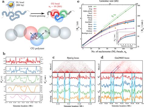 Coarse Graining Bead Size And Its Variability Along The Genome A