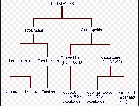 Primate Evolutionary Tree Seeing Similarities Our Place In The