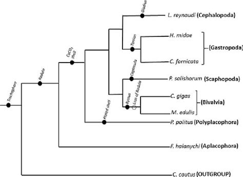 Example Of Group As Morphology Tree Constructed Using The Character Download Scientific
