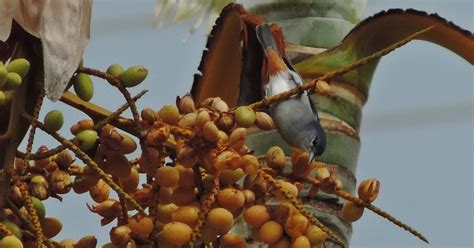 Figuinha De Rabo Castanho Biofaces Bring Nature Closer