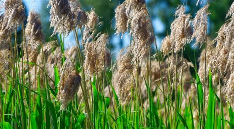 Avoid Planting These 11 Invasive Ornamental Grasses