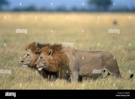 Botswana Chobe National Park Male Lions Panthera Leo Walk Through