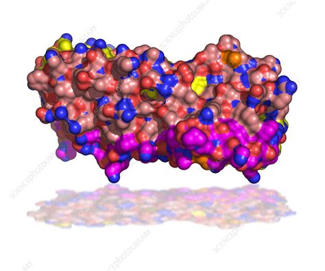 Core Structure Of Gp2 From Ebola Virus Stock Image C017 6504 Science Photo Library
