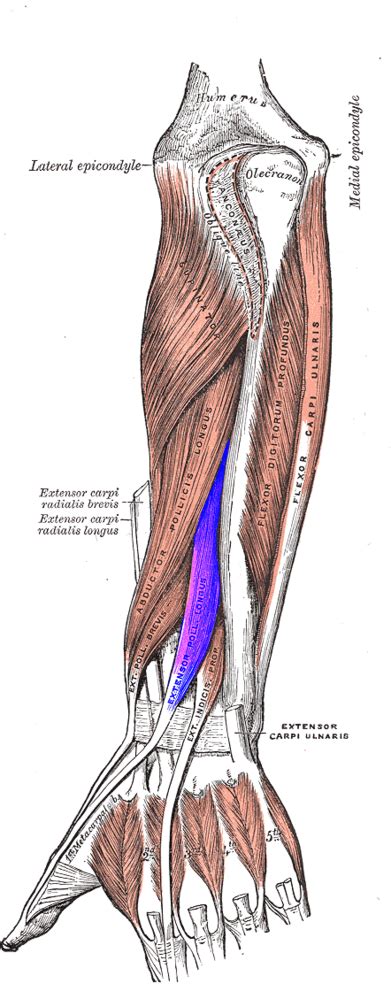 Extensor Indicis Proprius Physiopedia