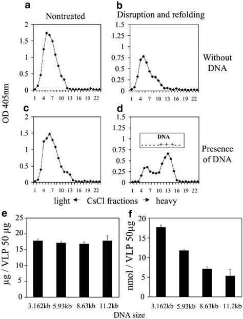 Cscl Gradient Profiles Of Intact And Refolded Vlps No Dna Added A Download Scientific