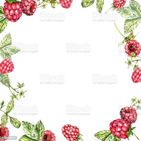 수채화 요소 집합입니다 잎과 육즙이 많은 나무 딸기입니다 엽서와 디자인을 위해 0명에 대한 스톡 벡터 아트 및 기타 이미지