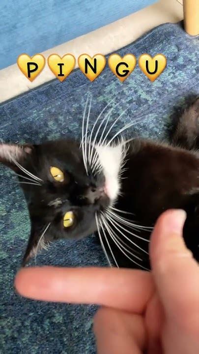 Yellow Hearts 💕cute Cat Fyp Fypシ゚viral Funny Youtube