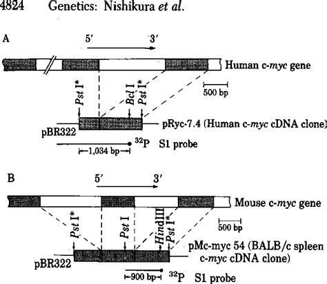 Figure 2 From Differential Expression Of The Normal And Of The Translocated Human C Myc