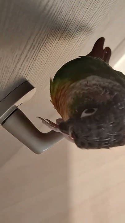 우리 집은 밤마다 들려 째재재재잭잭 Youtube