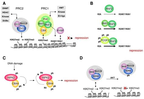 Talking To Chromatin Post Translational Modulation Of Polycomb Group