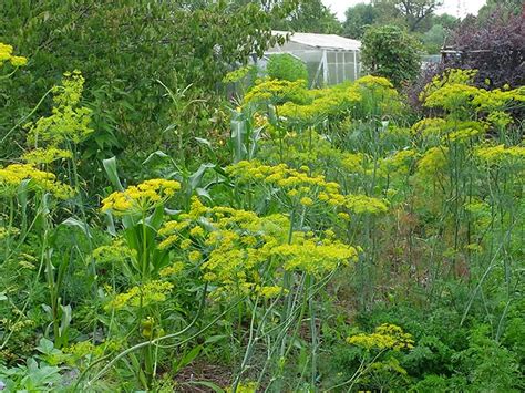 Семейство зонтичные особенности и характеристики ⋆