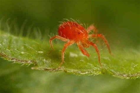 How To Get Rid Of Red Bugs On Tomato Plants Home Garden Vegetables