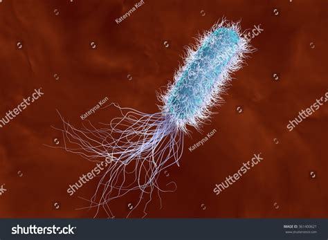 Bacterium Pseudomonas Aeruginosa Model Bacteria Realistic Stock