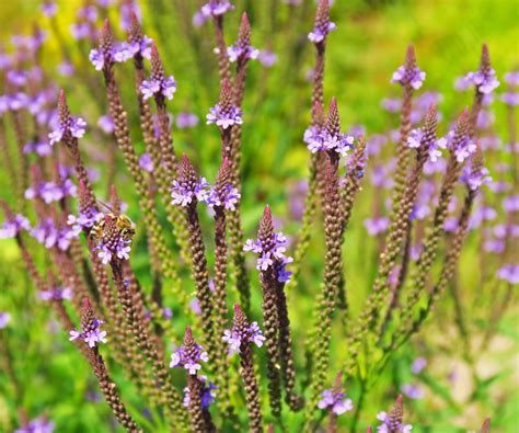 Growing Verbena From Seed And Expert Advice On How To Sow Homes And