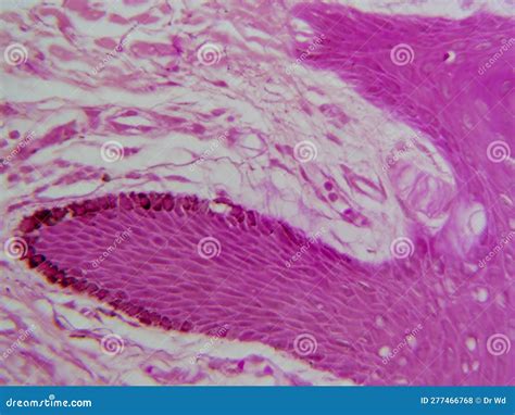 In Depth Look At Touch Receptors Meissners Corpuscle In High Detail