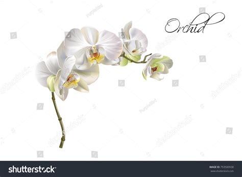 Vector Realistic Illustration White Orchid Flowers Stock Vector