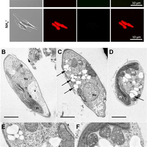 Pdf Microalgae As Bioreactor For Bioplastic Production